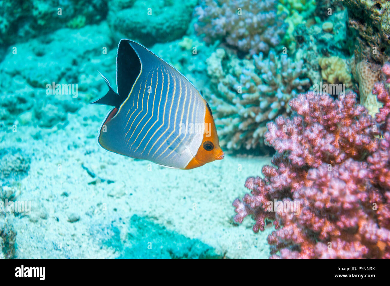 Orange face butterflyfish, Red Sea orange face butterflyfish or Hooded ...