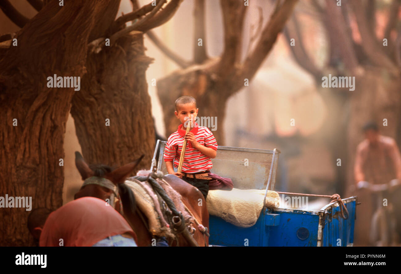 boy in carriage chewing on sugar cane Stock Photo - Alamy