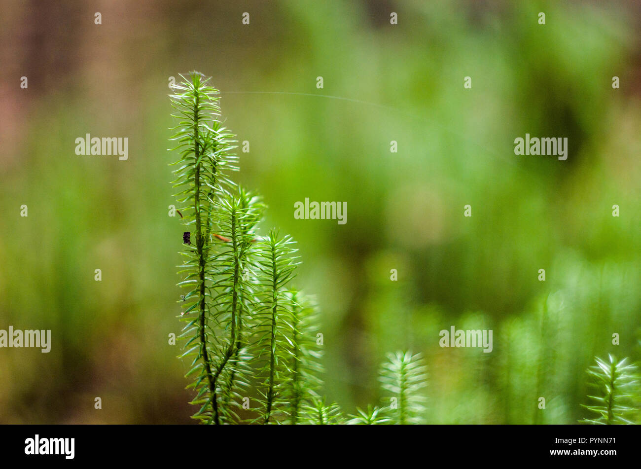 Moss close up hi-res stock photography and images - Alamy