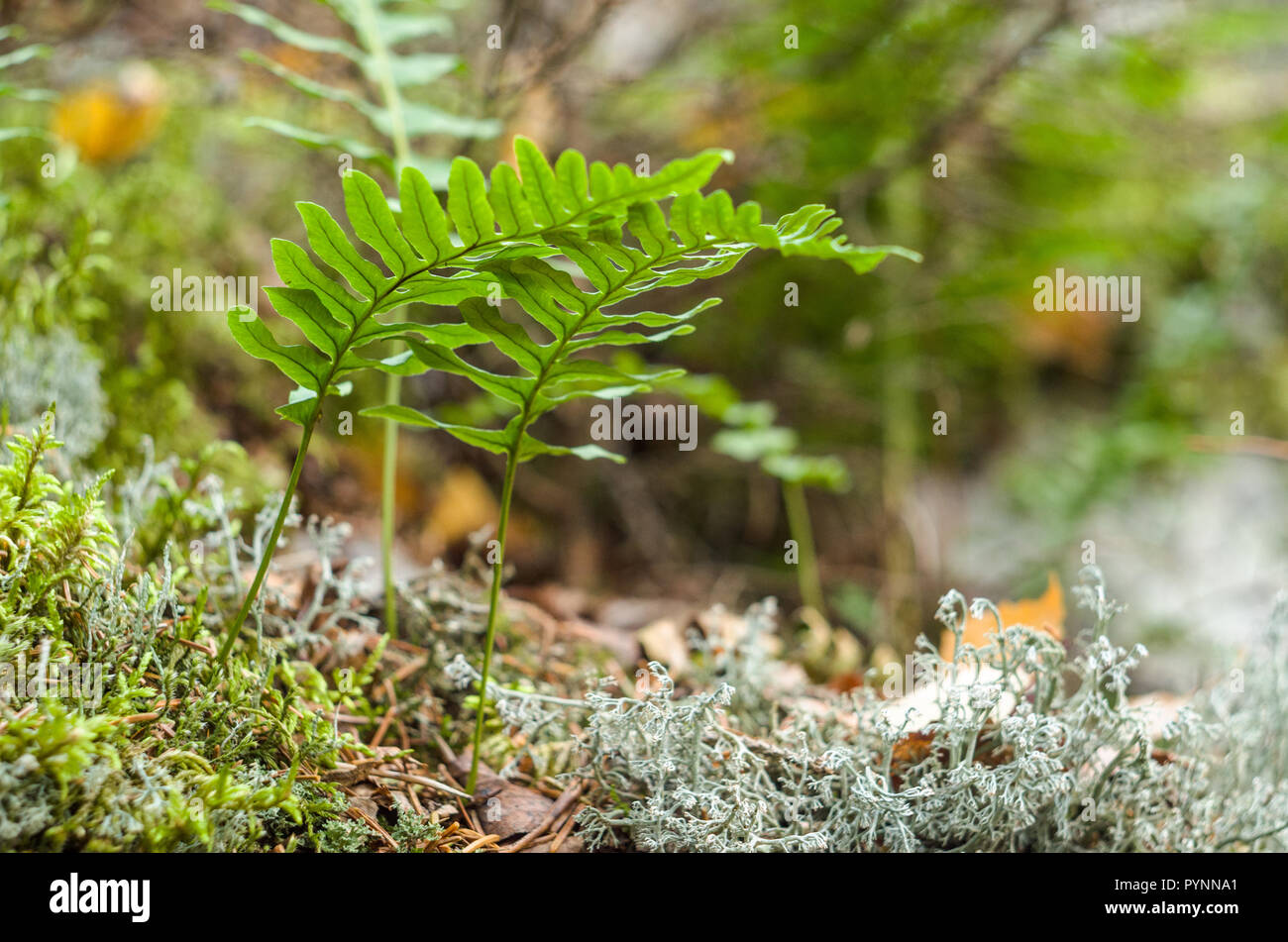 Fern leafes hi-res stock photography and images - Alamy