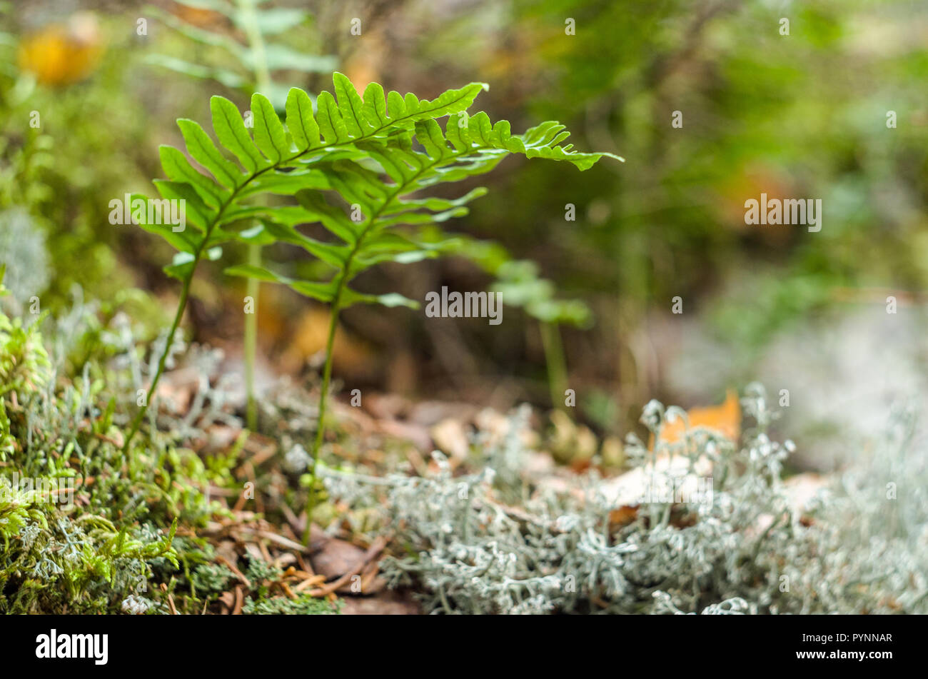 Norwegian plants hi-res stock photography and images - Alamy