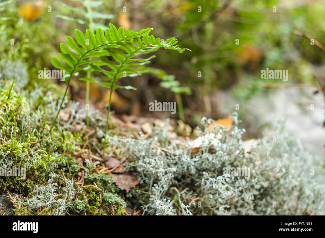 Fern colonie hi-res stock photography and images - Alamy