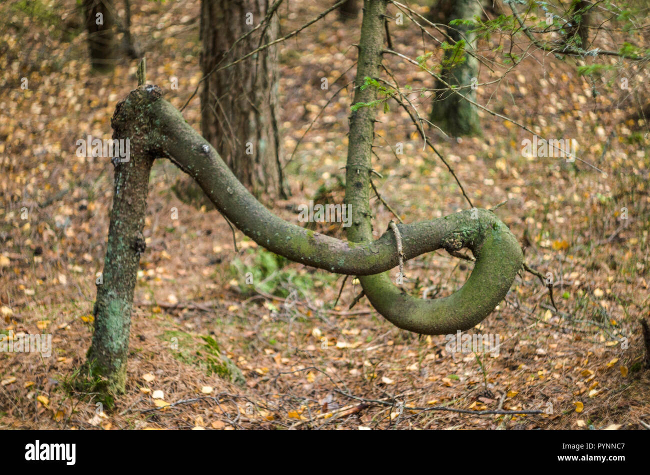 Loop curved tree hi-res stock photography and images - Alamy