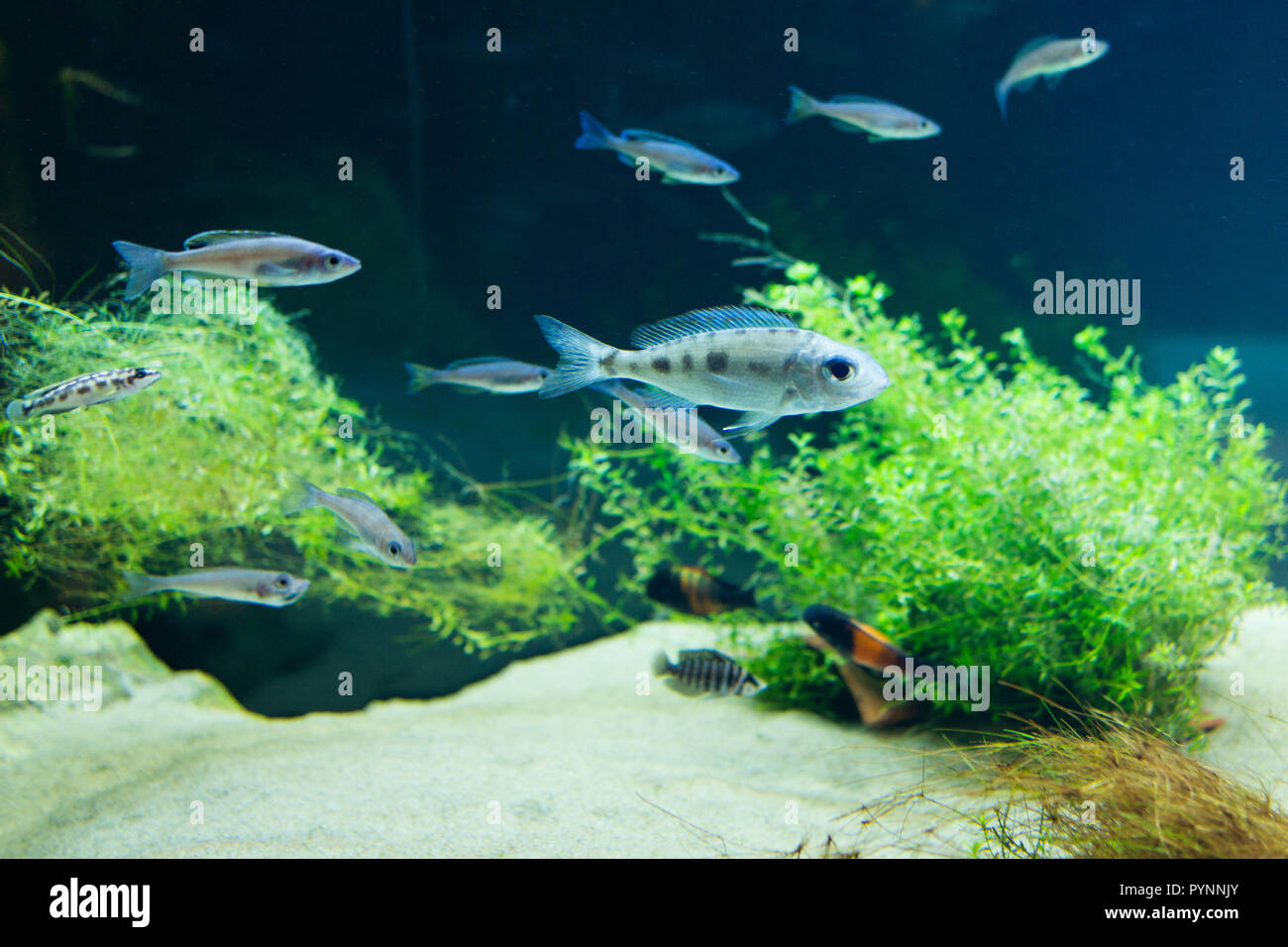 Aquarium with small fishes swimming Stock Photo - Alamy