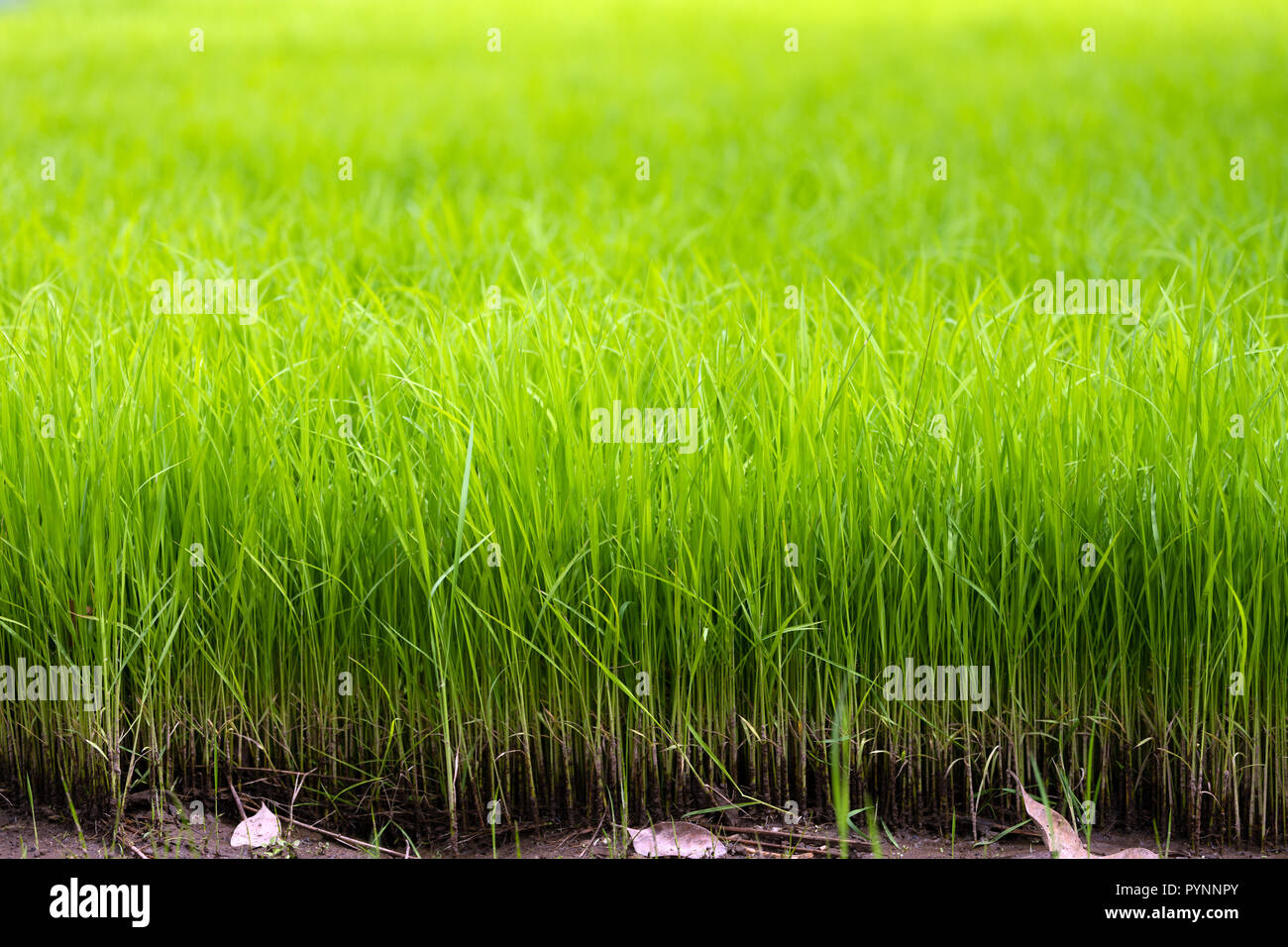 Young rice plants hi-res stock photography and images - Alamy