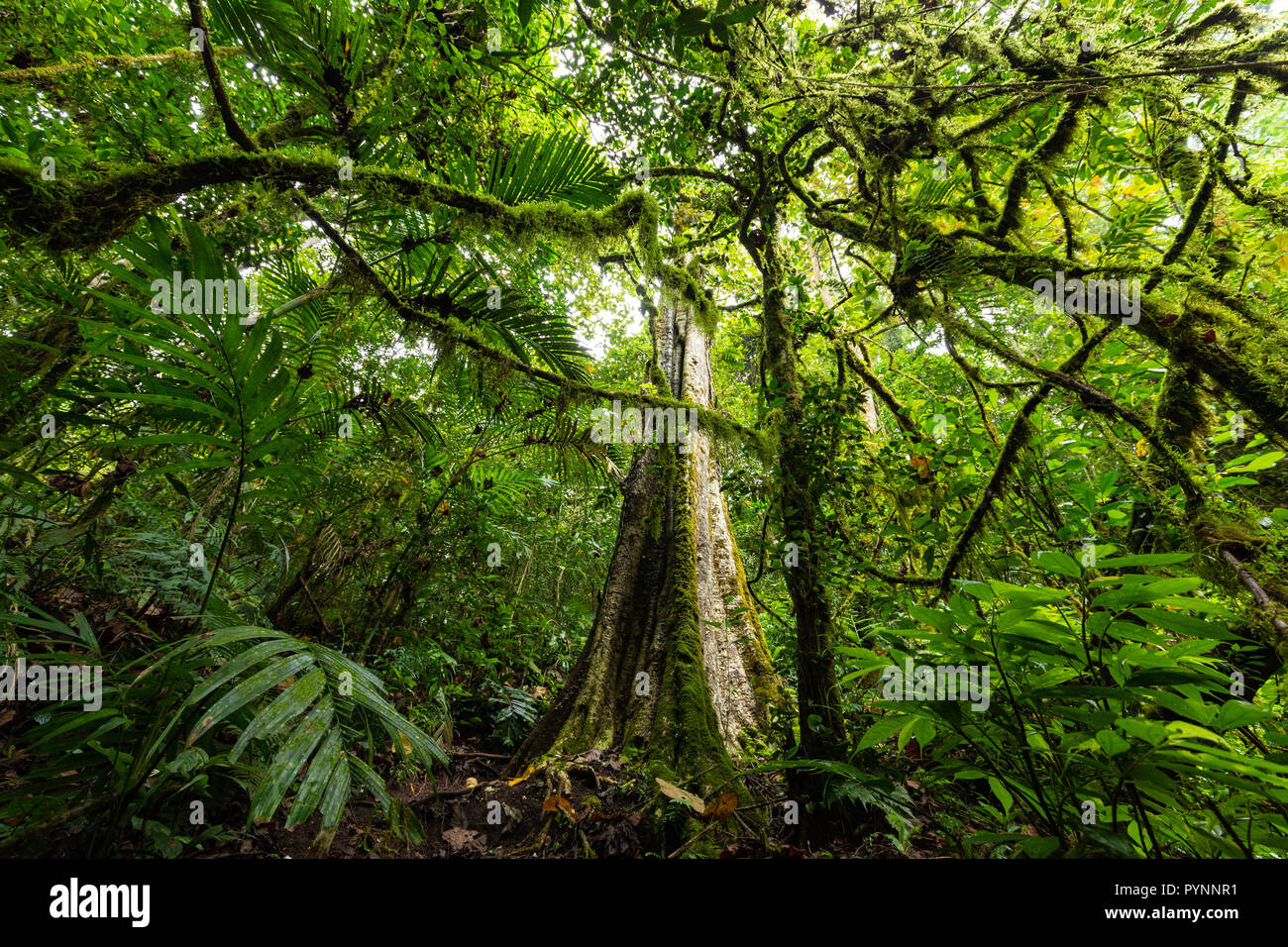 Lush undergrowth jungle vegetation in the dense rainforest of Munduk ...