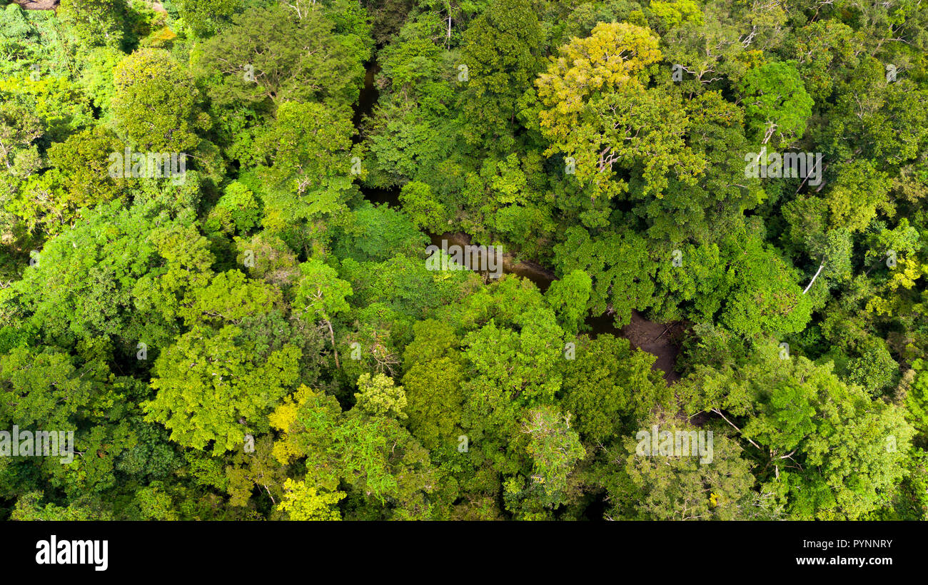 Jungle top view hi-res stock photography and images - Alamy