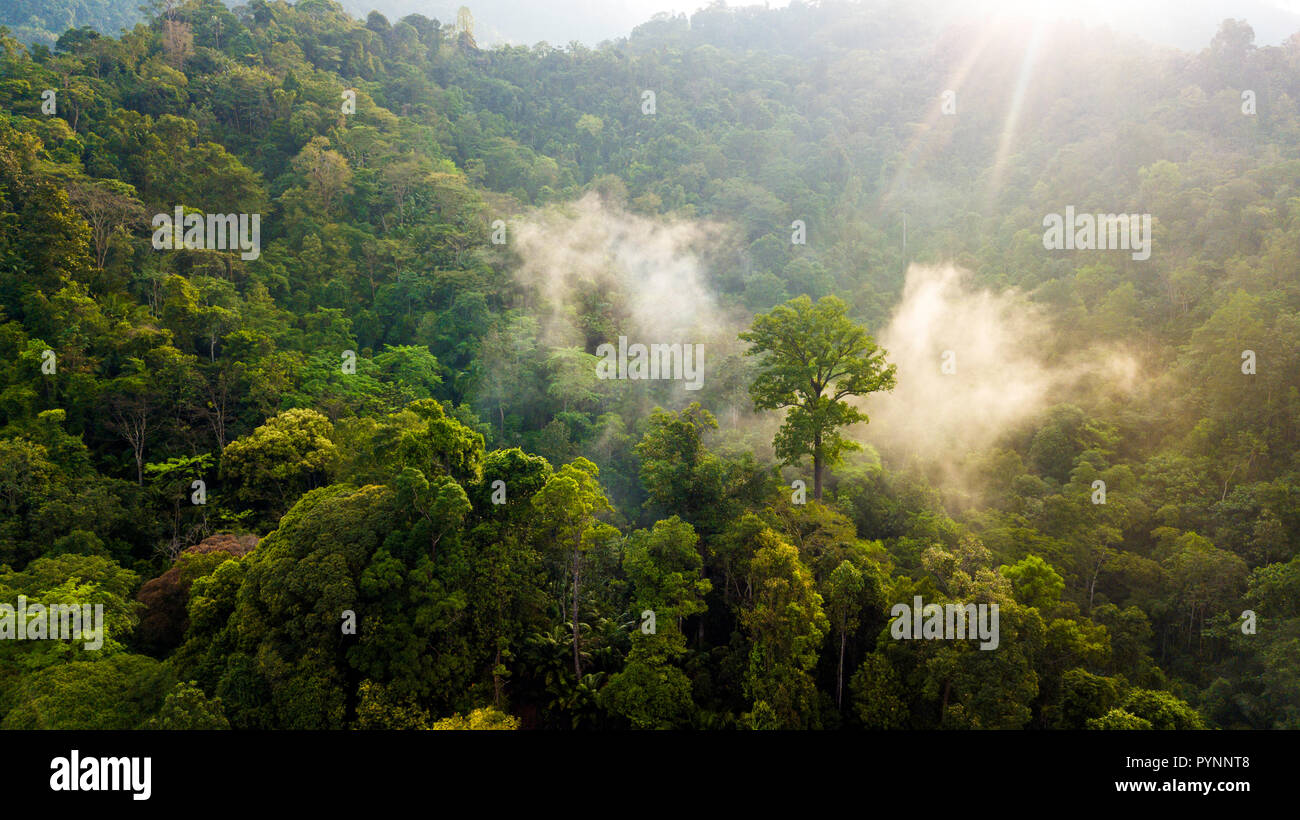 Aerial scenery of sunlight coming through the fog at dawn in the ...