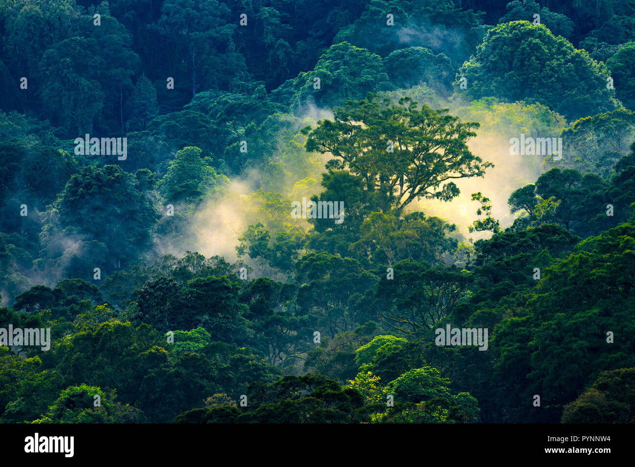 Aerial view of a magical early morning sunrise in the Tapah rainforest ...