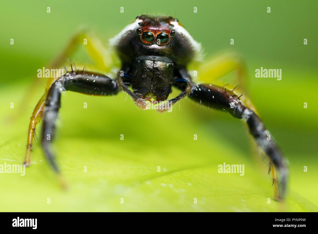 Close macro portrait of Mopsus Mormon jumping spider with a monkey face ...