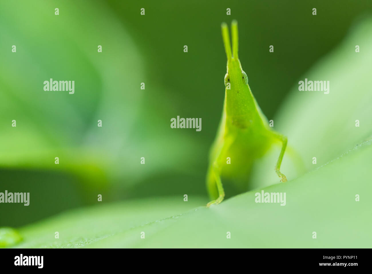 Chinese locust Acrida Cinerea close macro portrait, Indonesia Stock ...