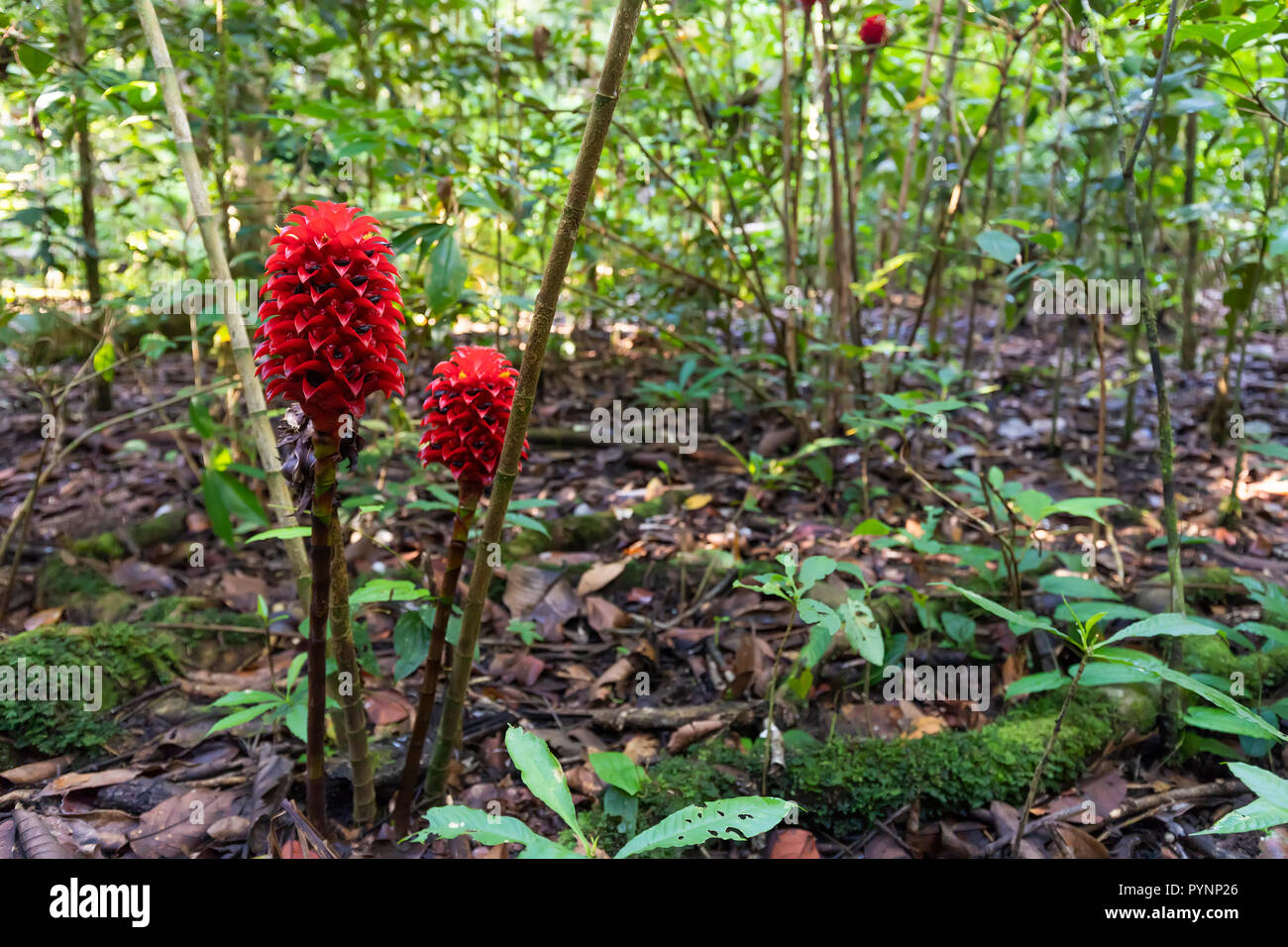 Zingiberales Ginger Stock Photo Of Beehive Ginger (Zingiber