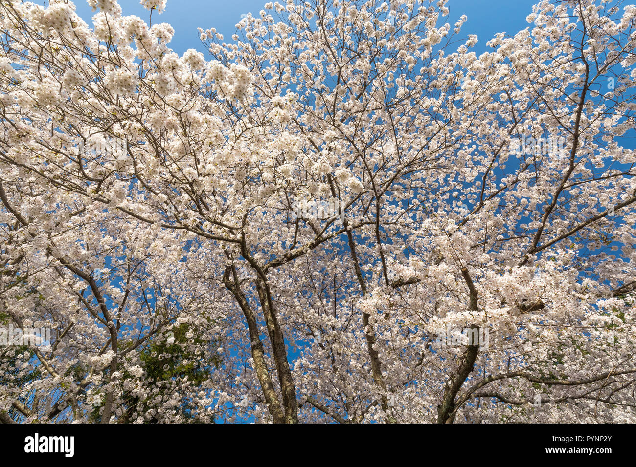 Wild cherry tree full bloom in Japan over blue sky Stock Photo - Alamy