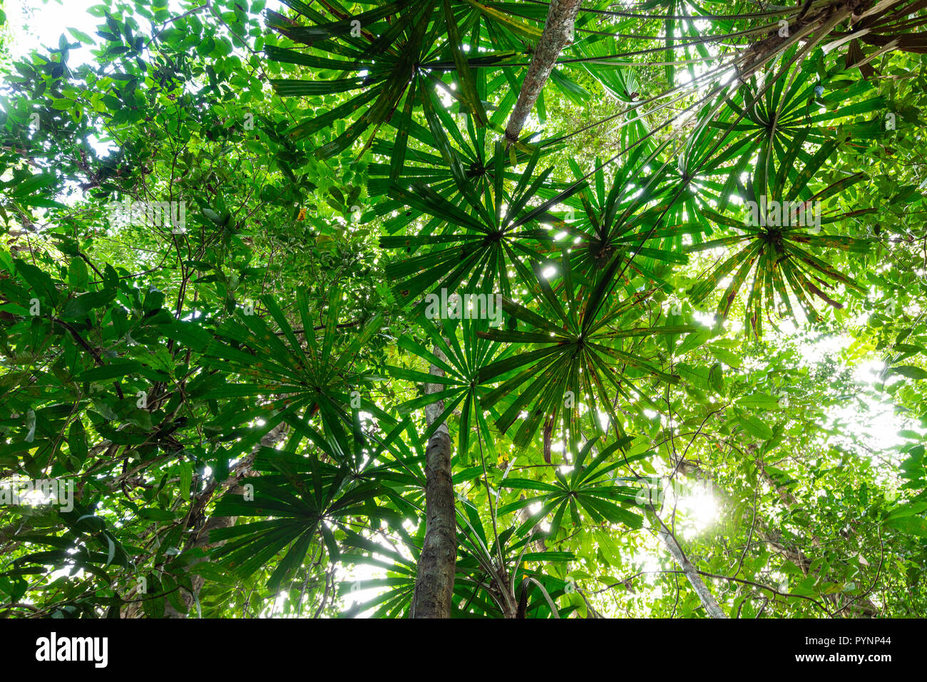 Rainforest lush humid woods hi-res stock photography and images - Alamy