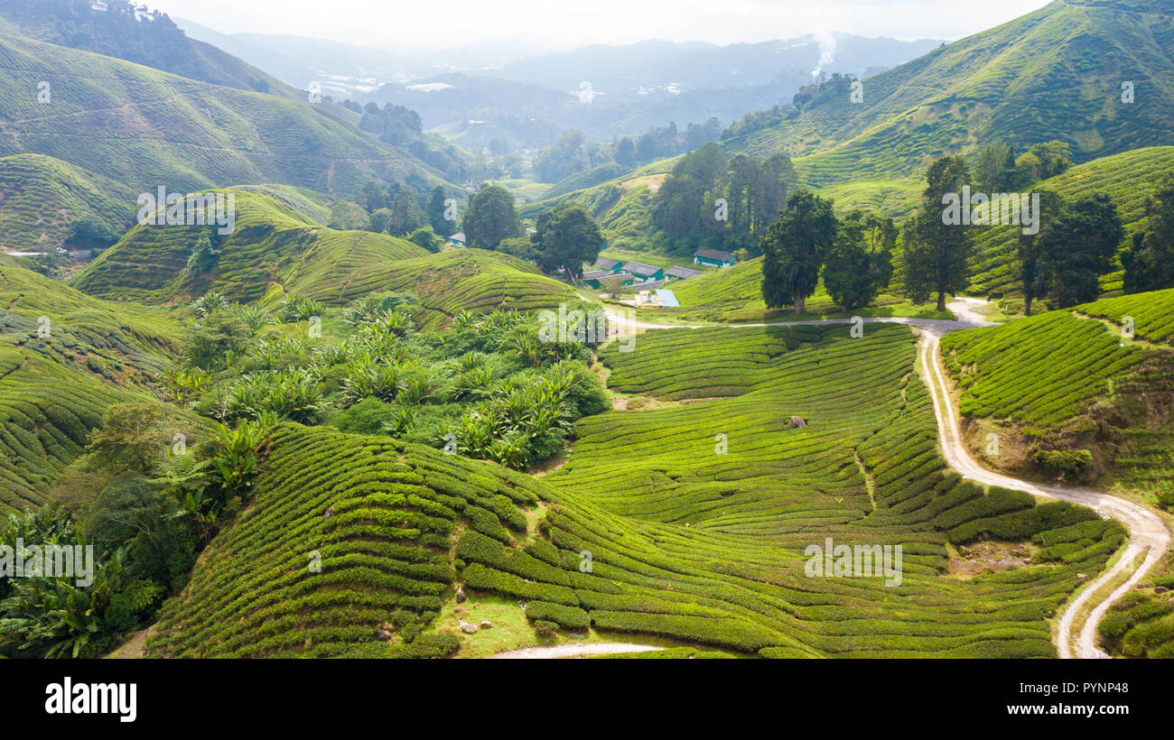 Aerial view of the Cameron Highland tea plantation, Malaysia Stock ...