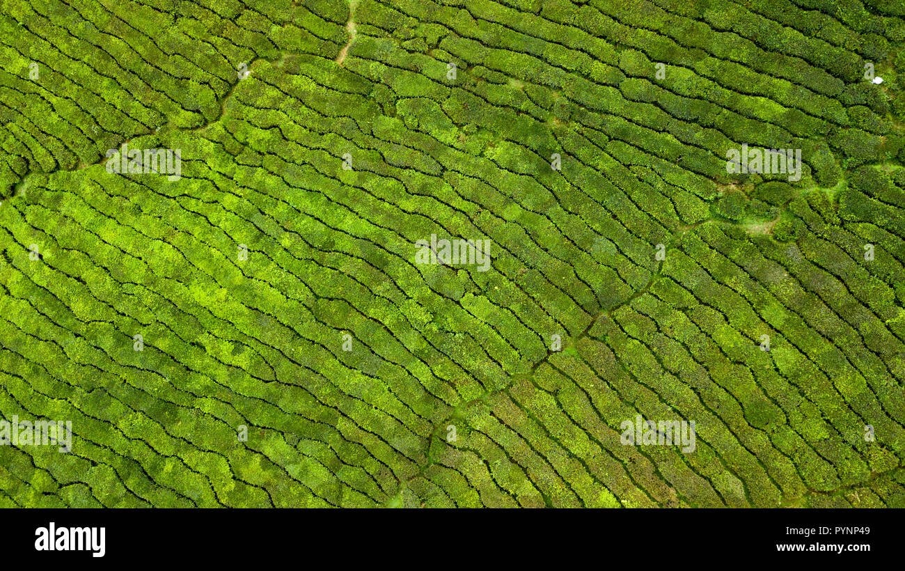 Aerial top view of the Cameron Highland tea plantation, Malaysia Stock ...