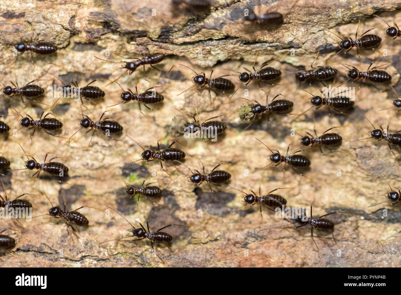 Termites Macrotermes Carbonariusarmy lines walking on a trunk in Taman ...