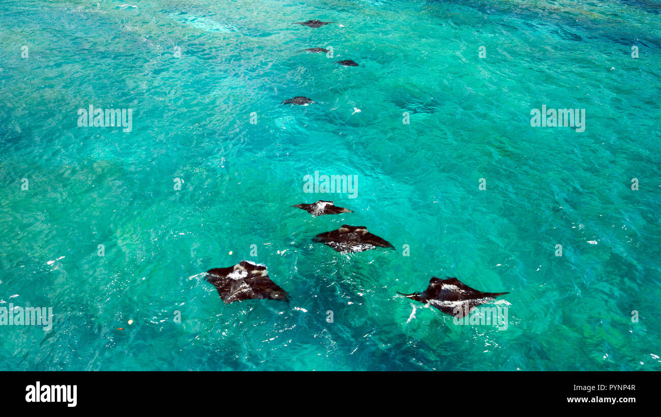 Aerial view of two Manta rays swimming in Nusa Penida near Bali Stock ...