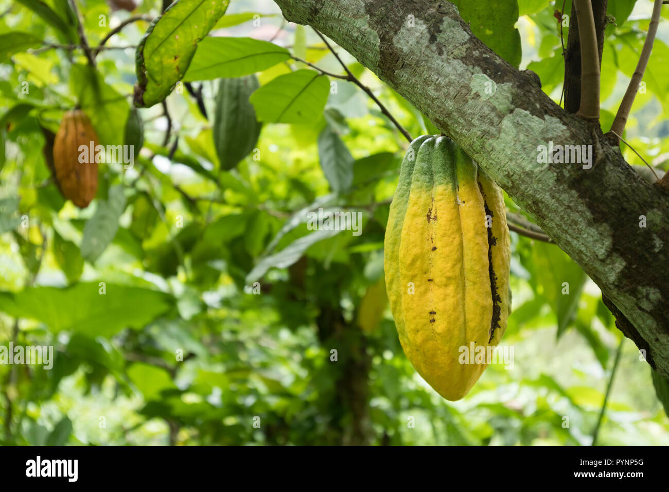 Cocoa on tree trunk hi-res stock photography and images - Alamy
