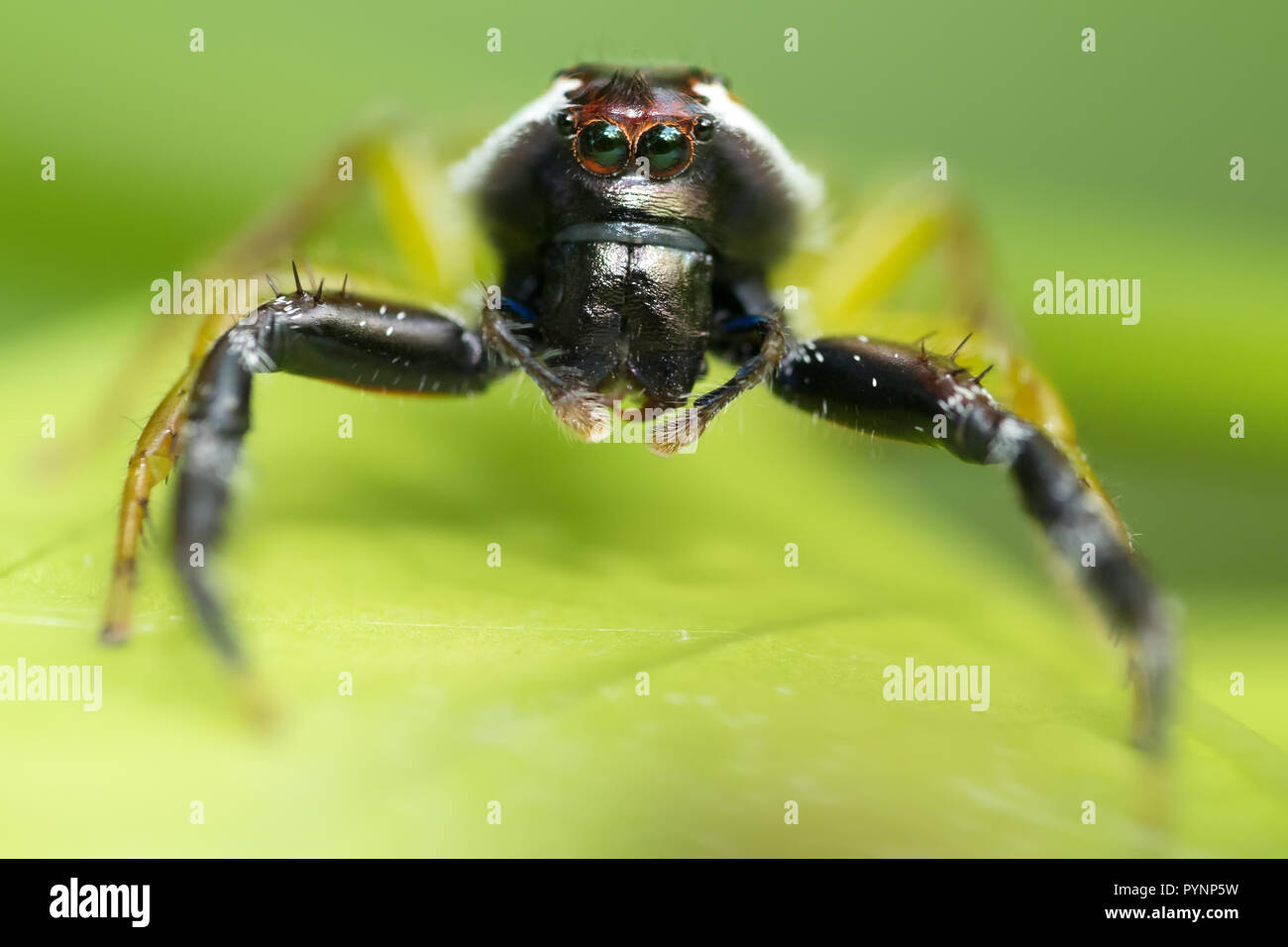 Jungle spider monkey hi-res stock photography and images - Alamy
