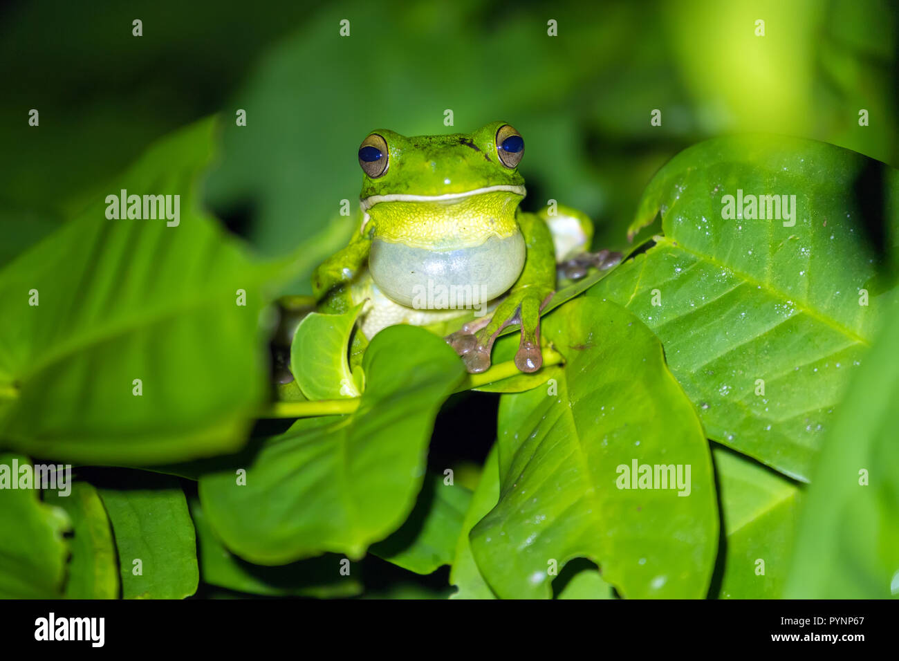 White-lipped tree frog (Litoria infrafrenata) croaking at night, this ...