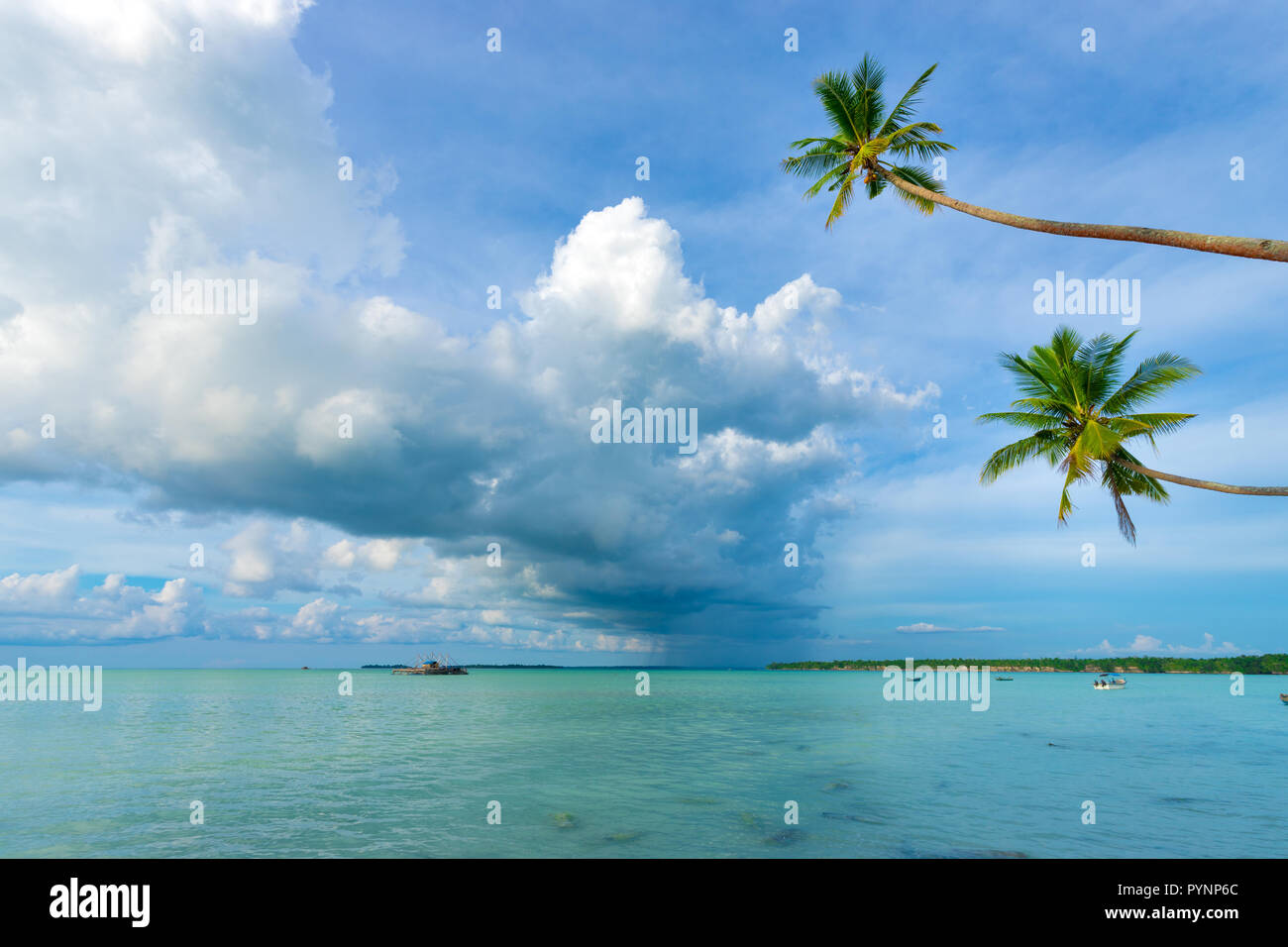 Bending coconut trees over tropical sea with storm at Ohoidertawun ...