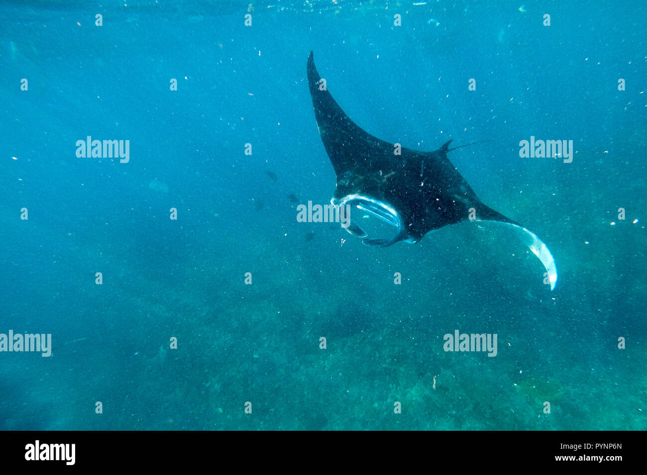 Giant manta ray face hi-res stock photography and images - Alamy