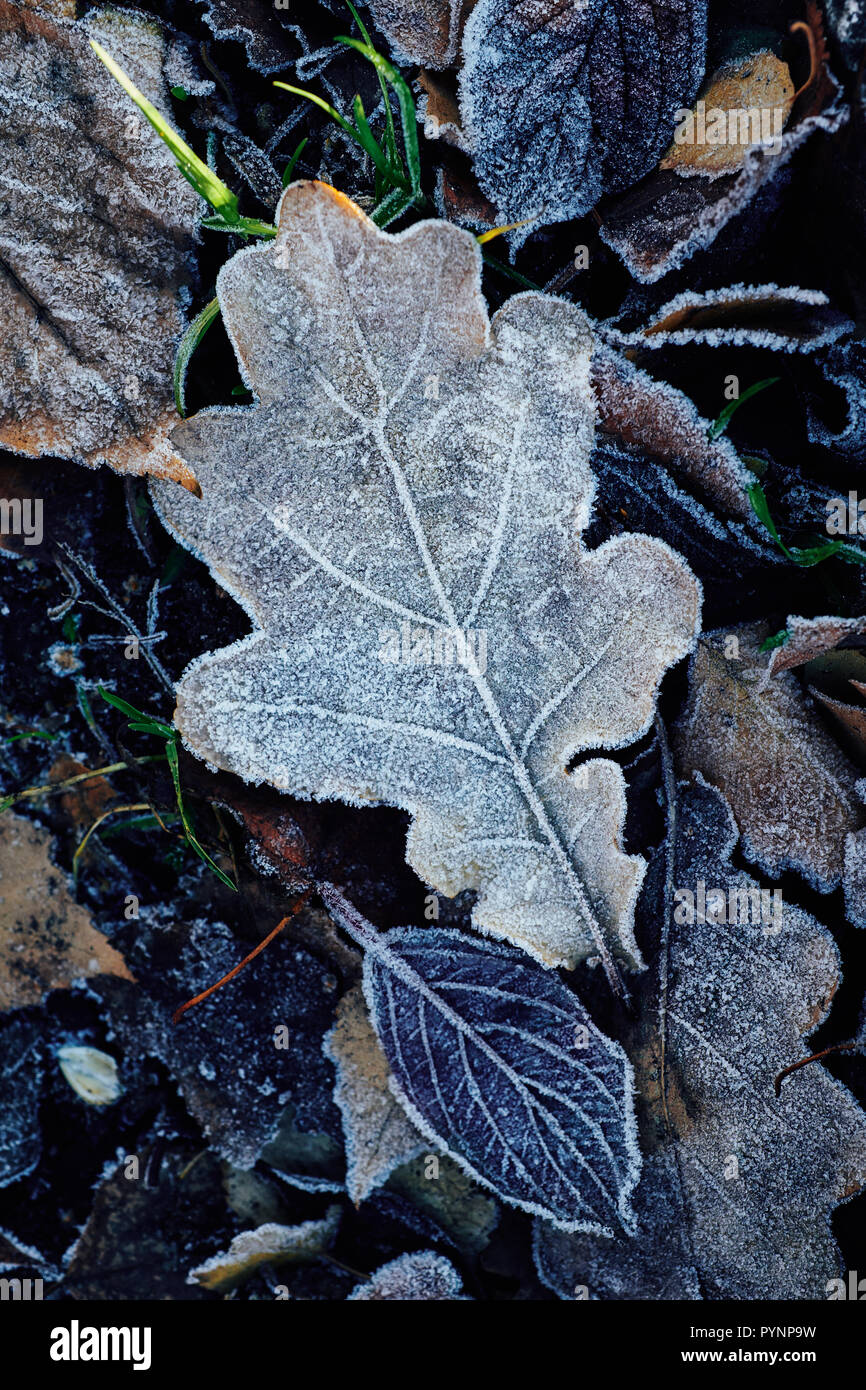 Beautiful fallen leaves covered with frost Stock Photo - Alamy