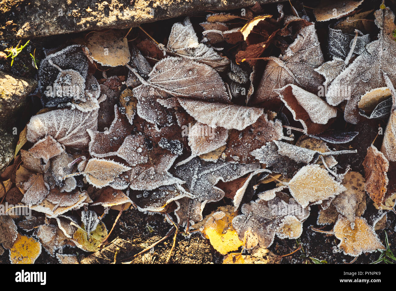 Beautiful fallen leaves covered with frost Stock Photo - Alamy