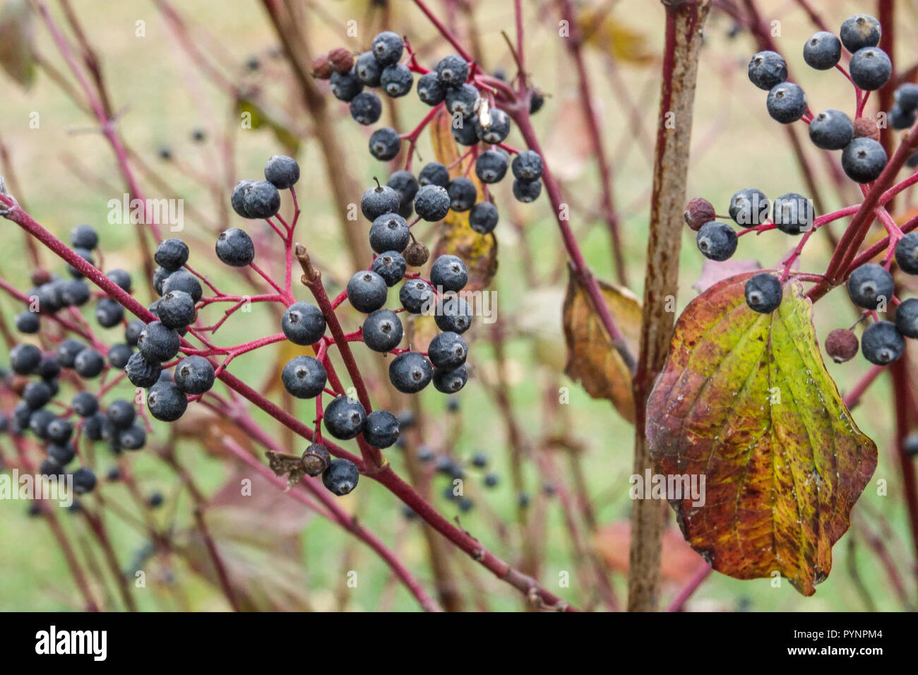 Wedding cake tree hi-res stock photography and images - Alamy
