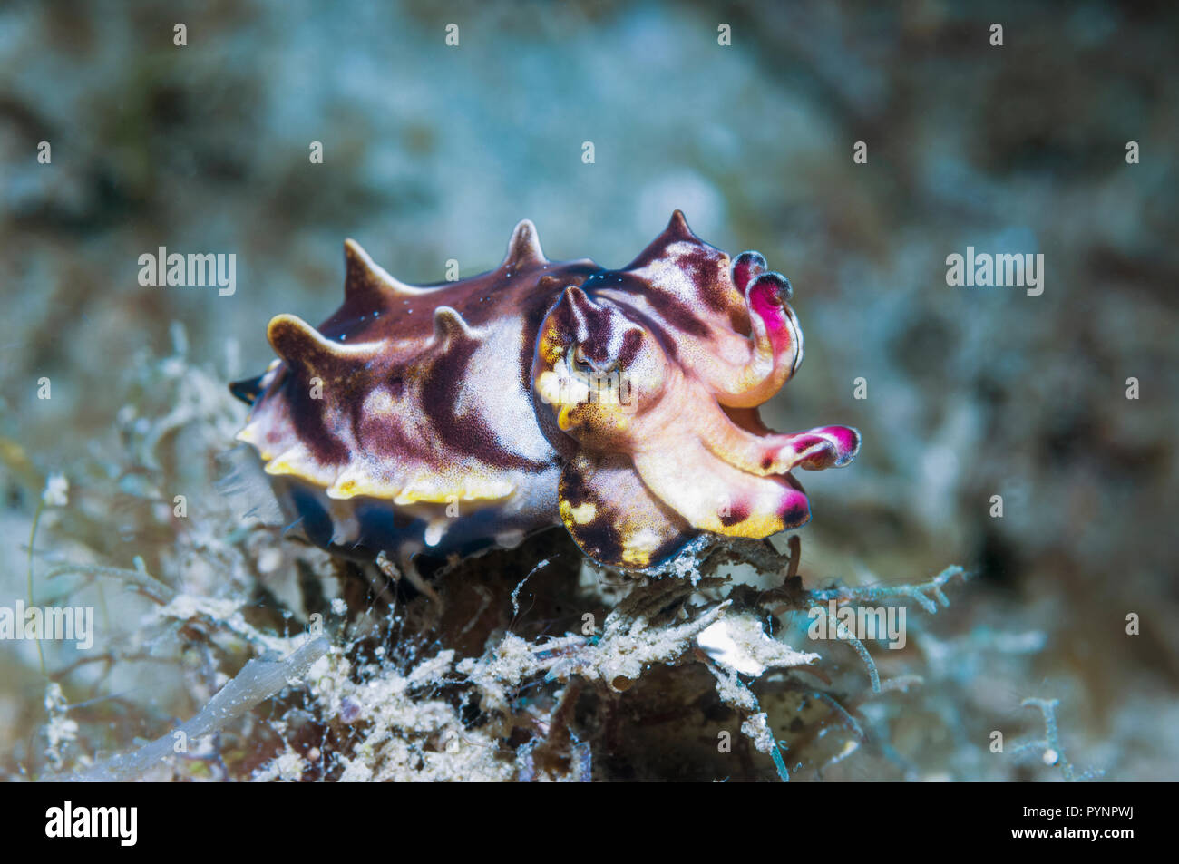 Pfeffer's flamboyant cuttlefish [Metasepia pferreri]. The muscles of ...