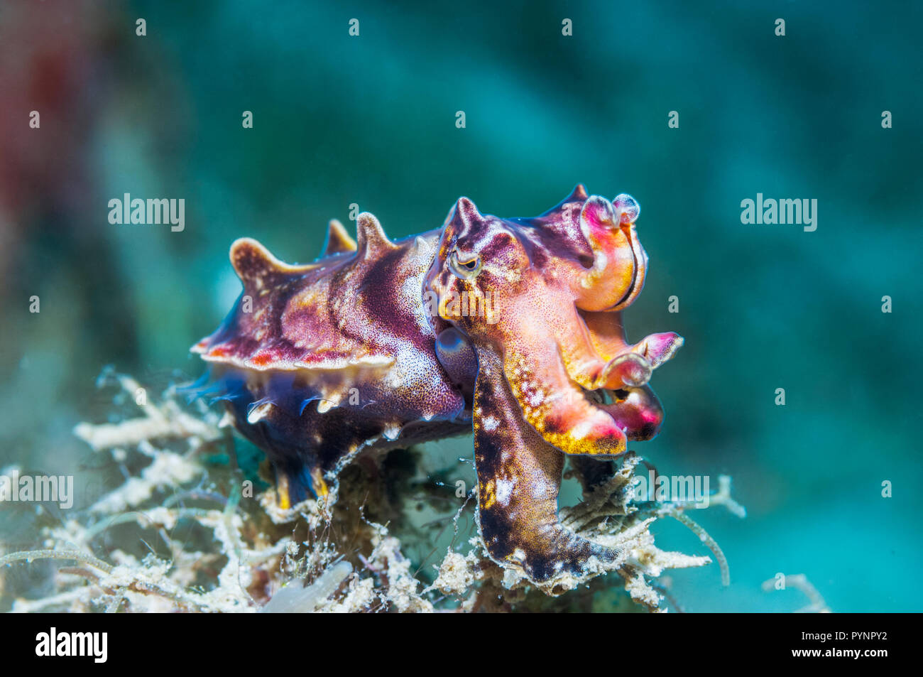Pfeffer's flamboyant cuttlefish [Metasepia pferreri]. The muscles of ...