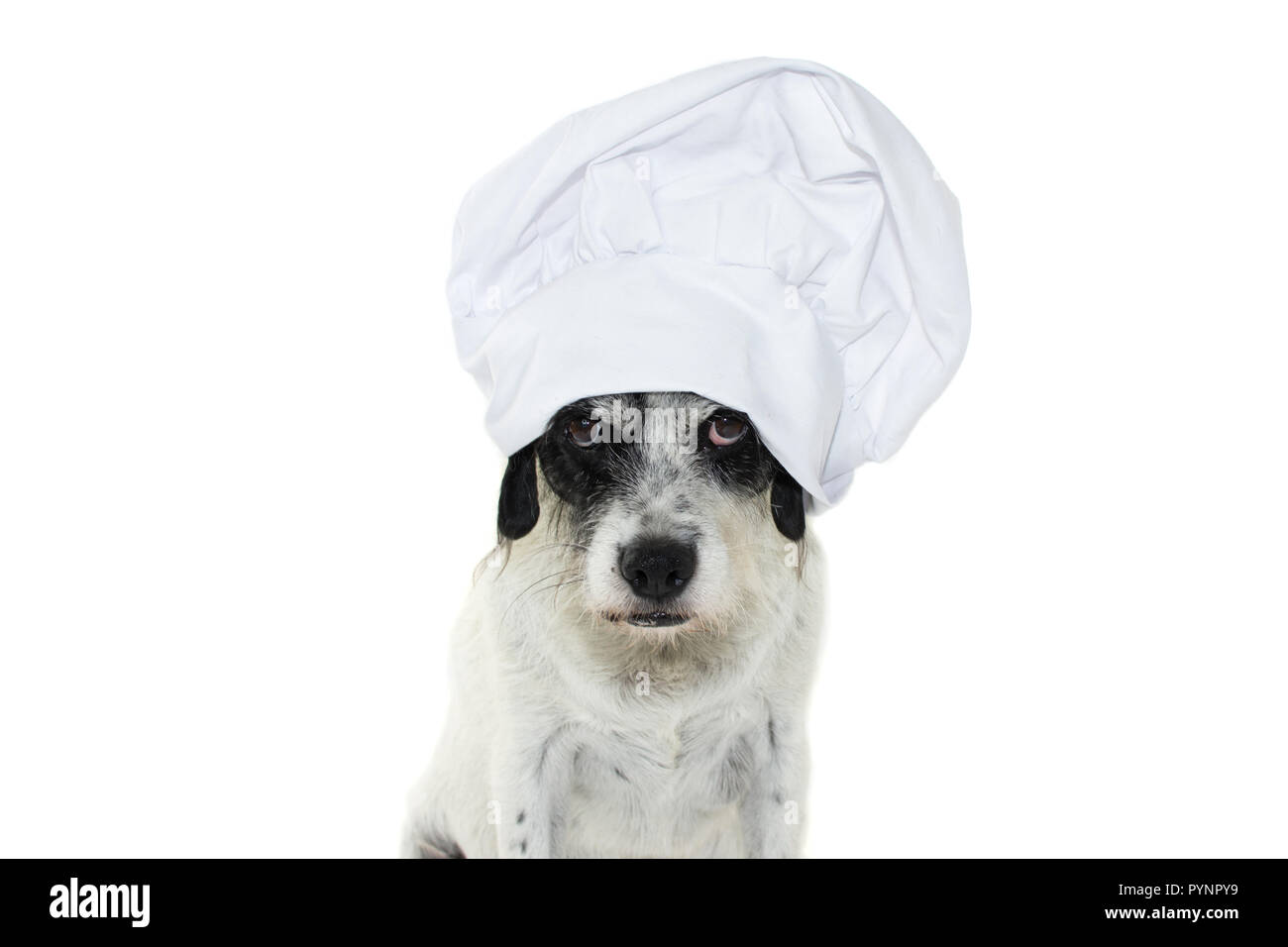 FUNNY DOG MAKING A FACE WITH CHEF HAT COOKING FOOD. ISOLATED ON WHITE ...