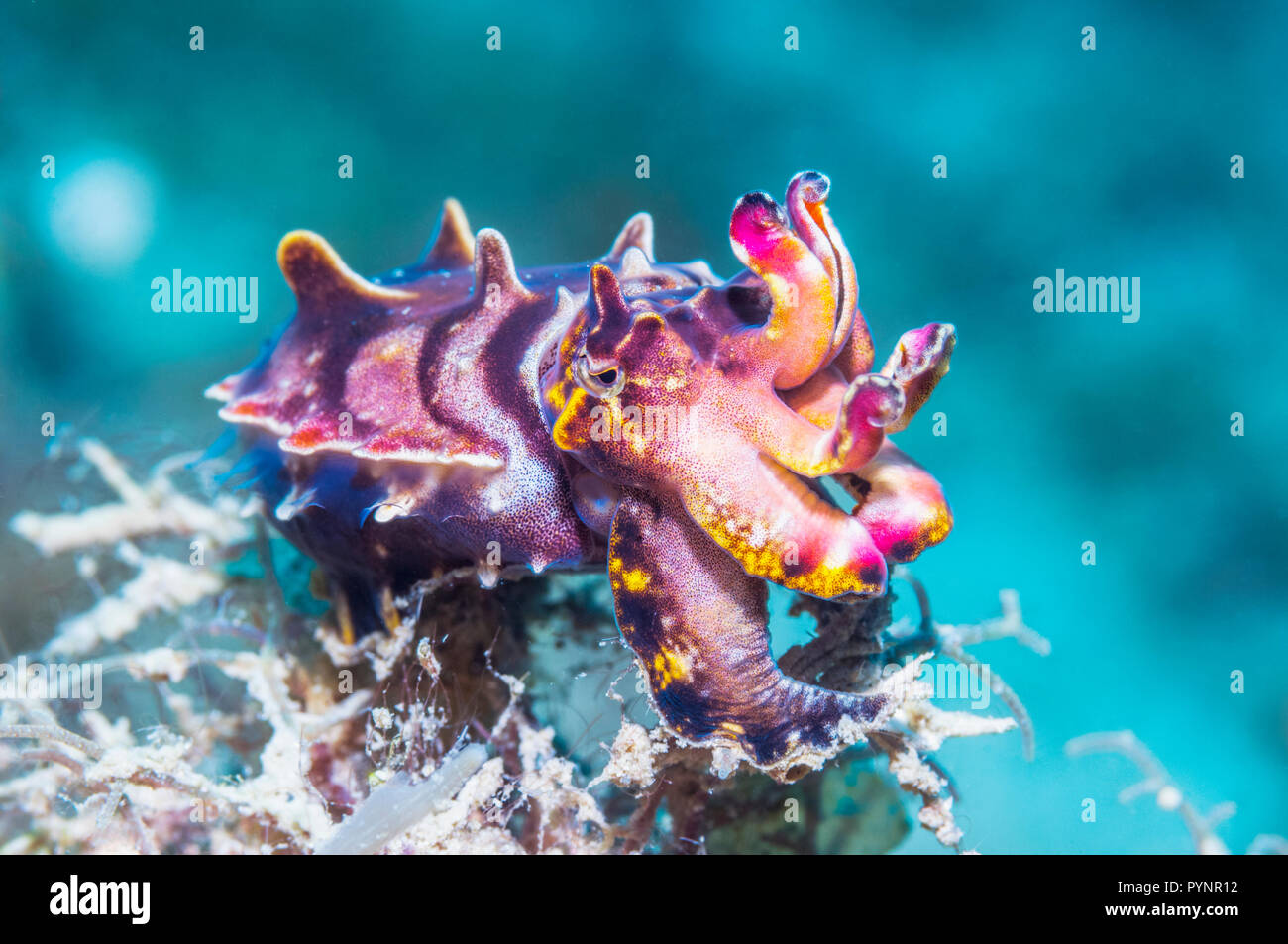 Pfeffer's flamboyant cuttlefish [Metasepia pferreri]. The muscles of ...