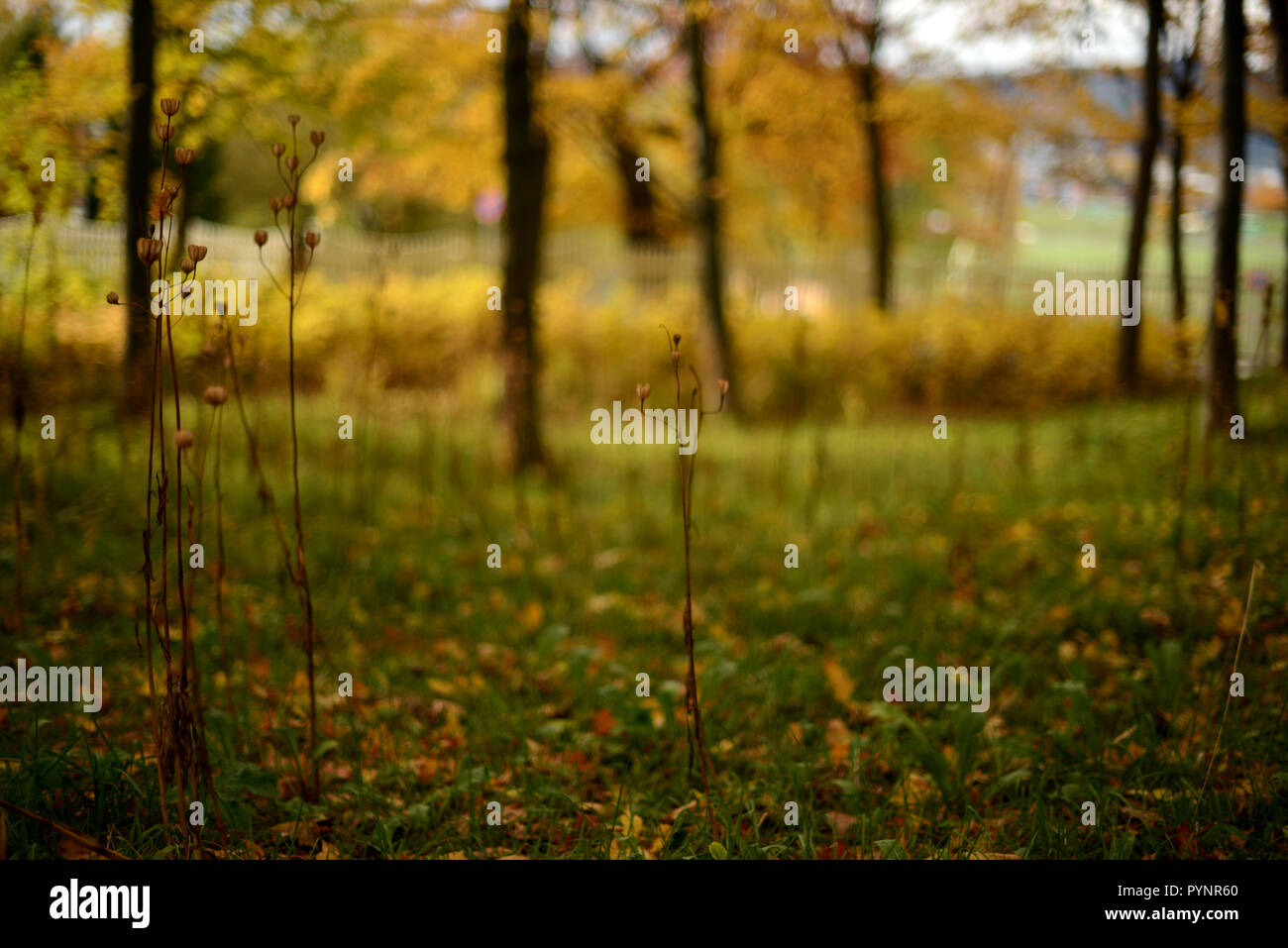 Scattered plants hi-res stock photography and images - Alamy