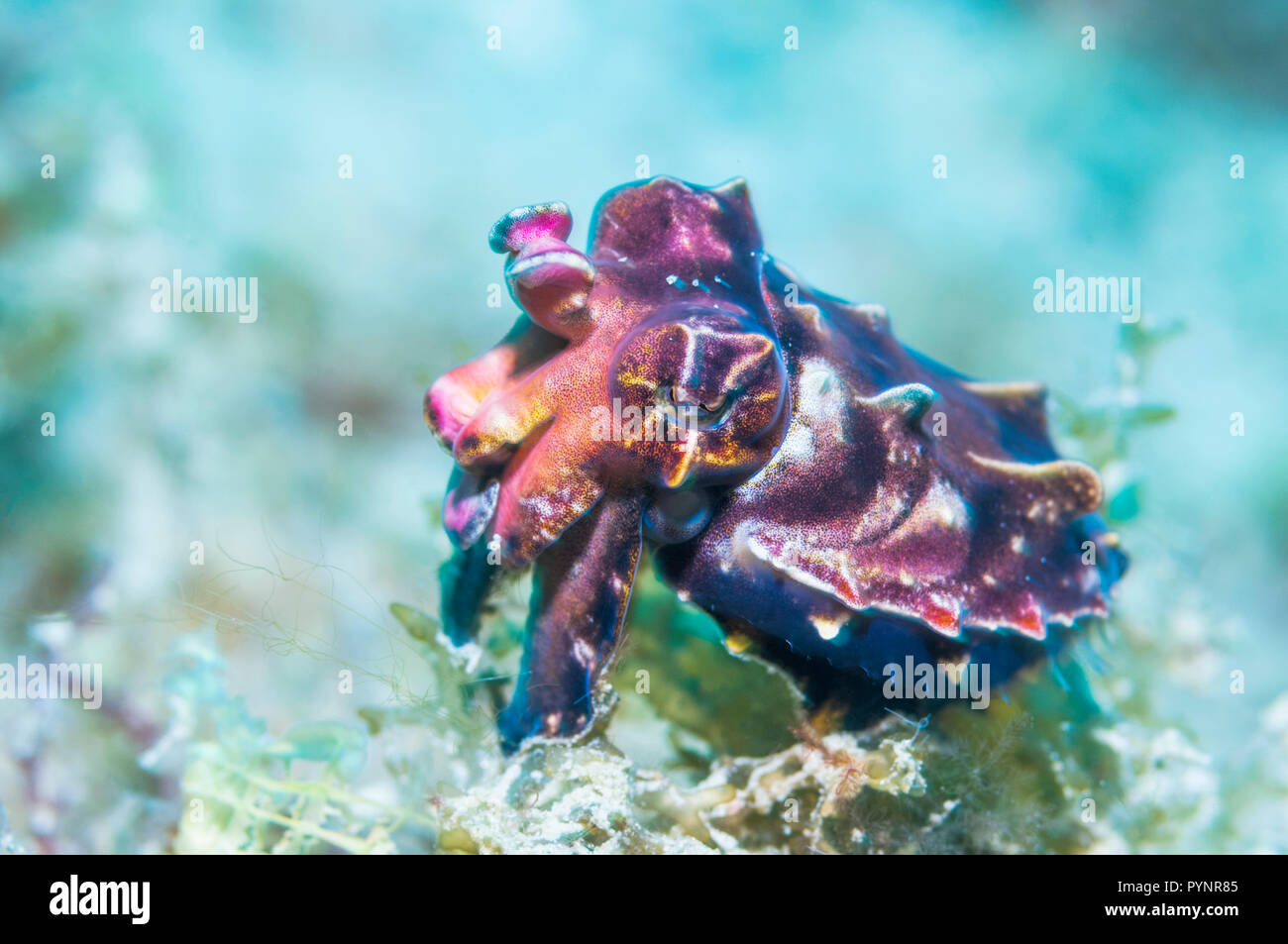 Pfeffer's flamboyant cuttlefish [Metasepia pferreri]. The muscles of ...