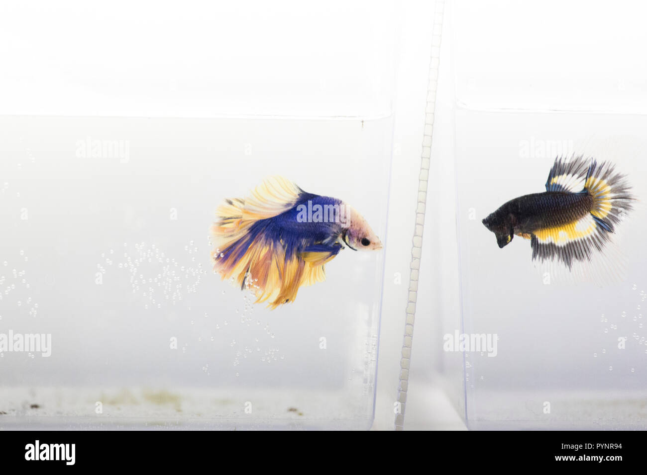 betta splendens fish close up view Stock Photo - Alamy
