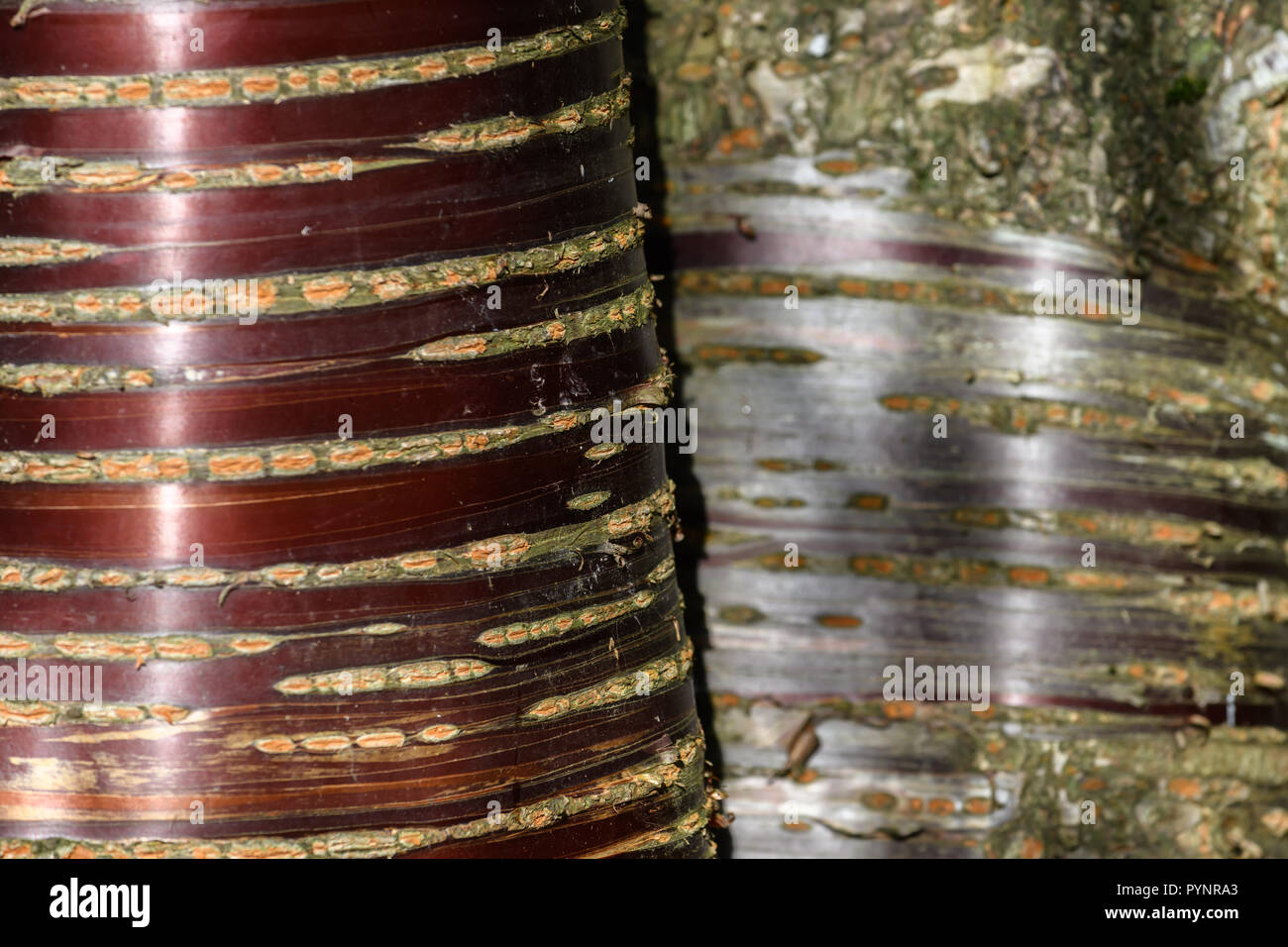 Purple bark hi-res stock photography and images - Alamy