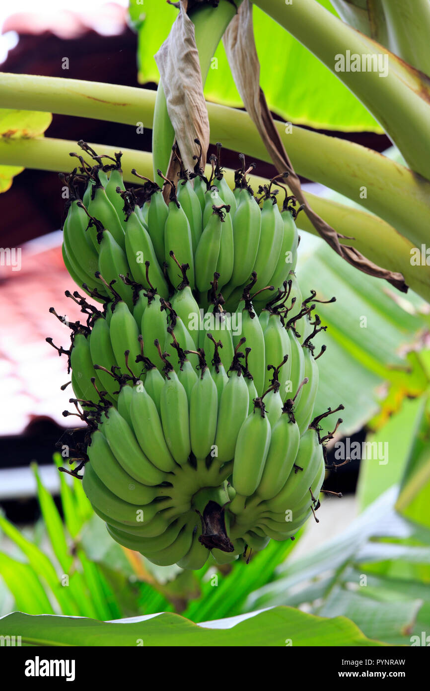 green banana background Stock Photo - Alamy