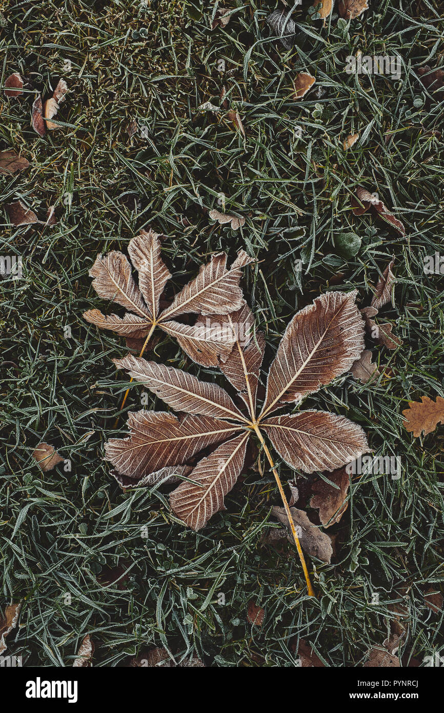 Fallen chestnut tree leaves covered with frost lie on the frozen grass ...