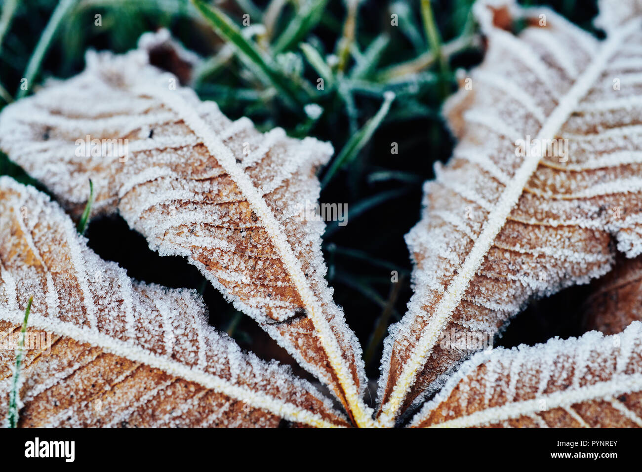 Fallen chestnut tree leaves covered with frost lie on the frozen grass ...