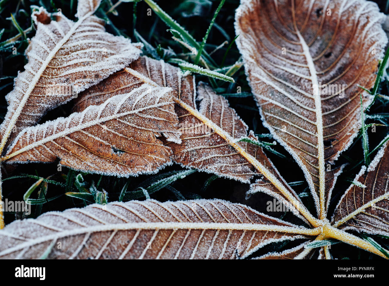 Fallen chestnut tree leaves covered with frost lie on the frozen grass ...