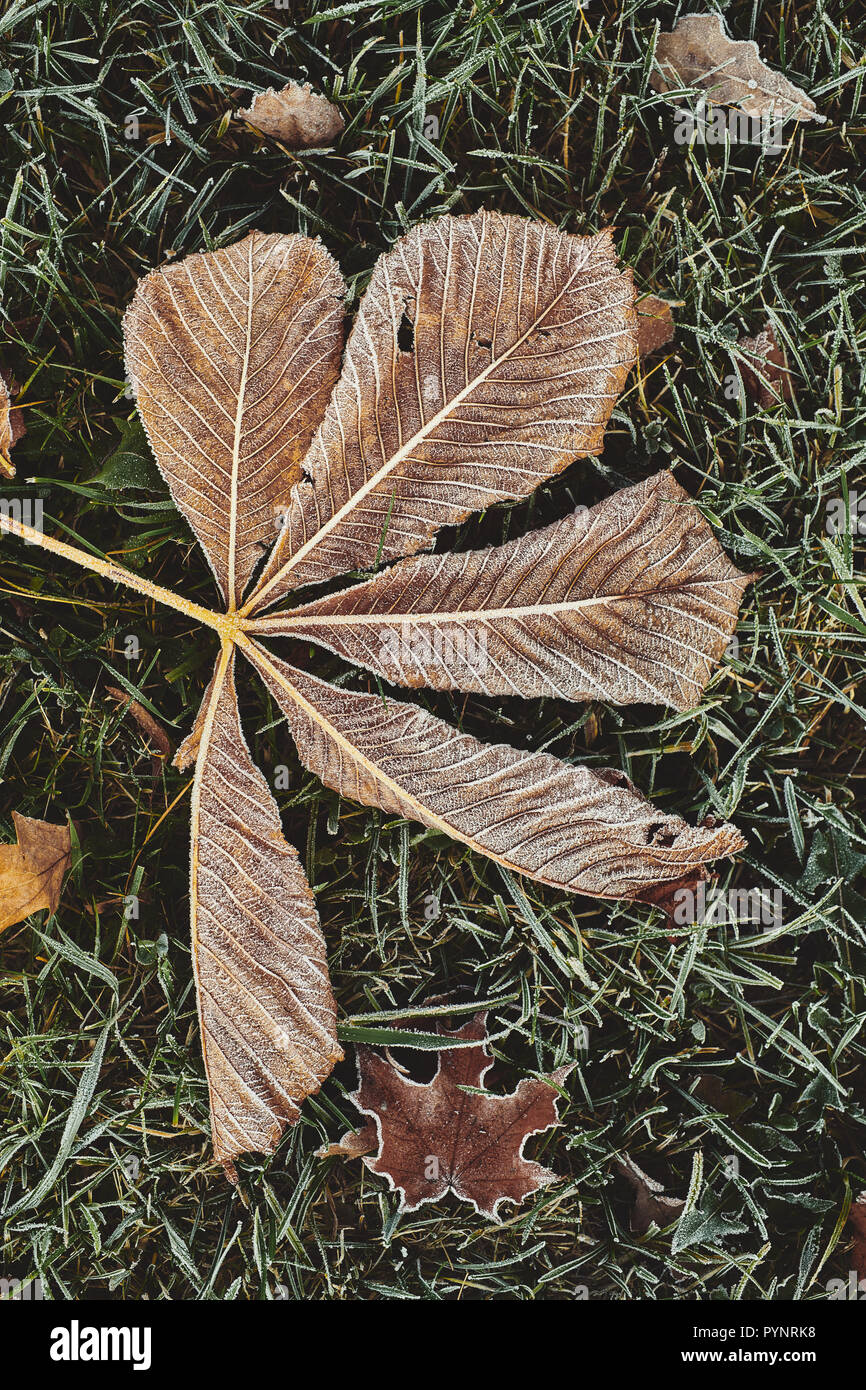 Fallen chestnut tree leaves covered with frost lie on the frozen grass ...