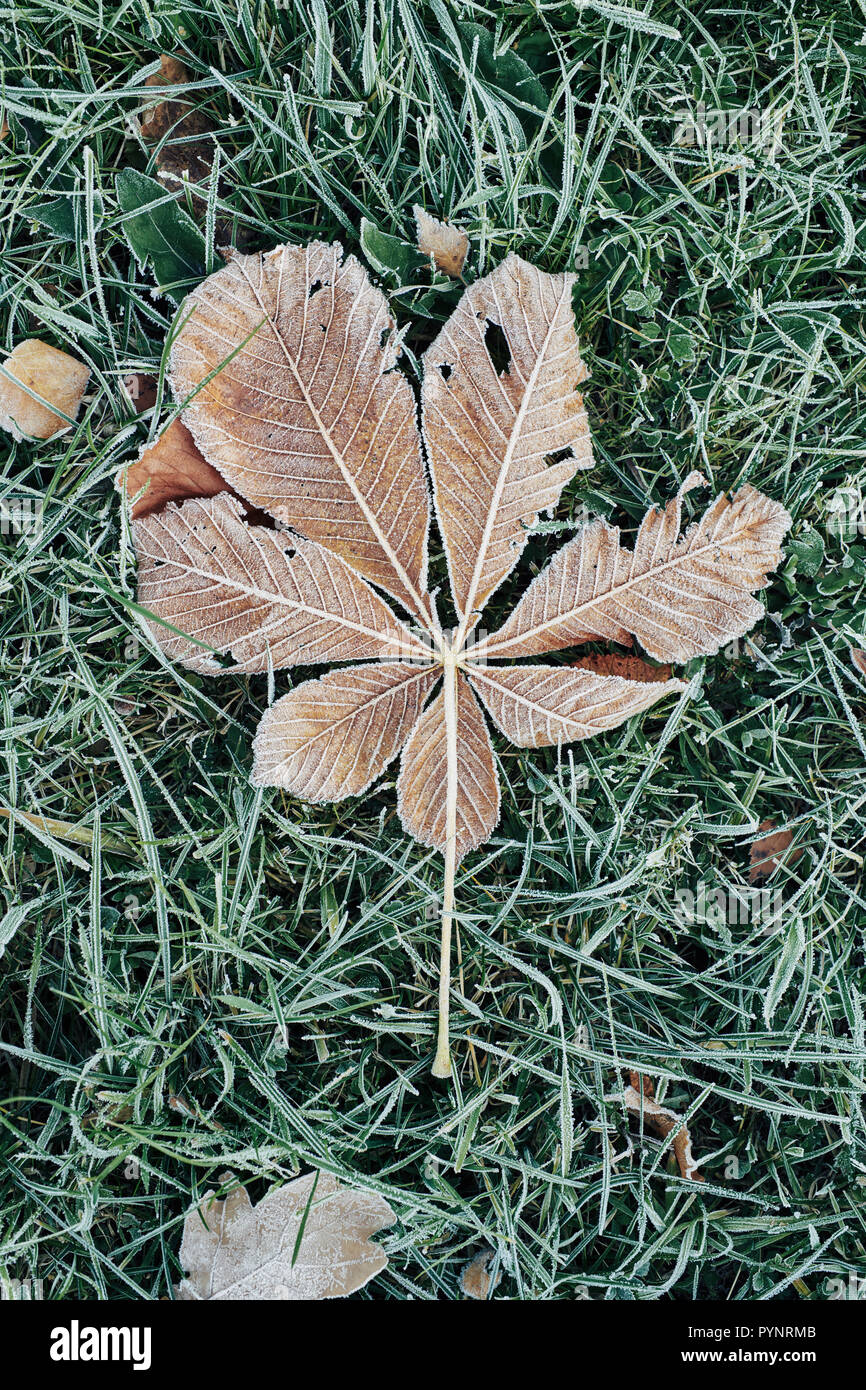 Fallen chestnut tree leaves covered with frost lie on the frozen grass ...
