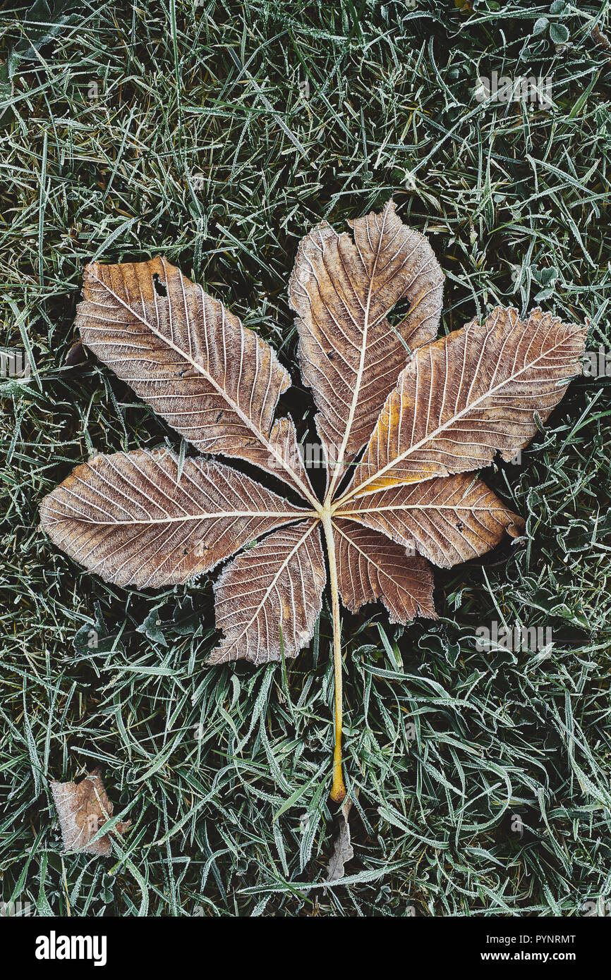 Chestnut leaves frost hi-res stock photography and images - Alamy
