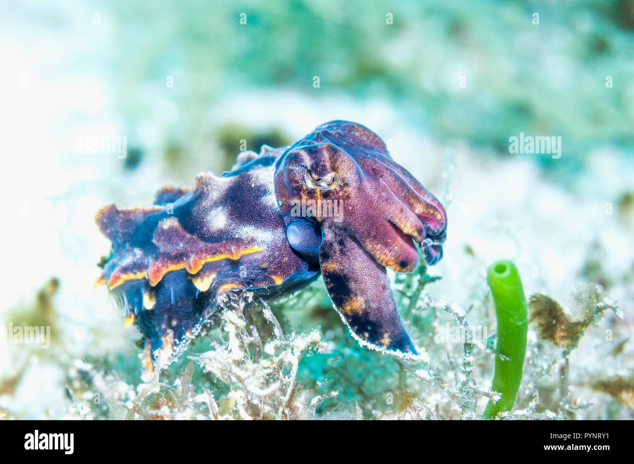 Pfeffer's flamboyant cuttlefish [Metasepia pferreri]. Puerto Galera ...