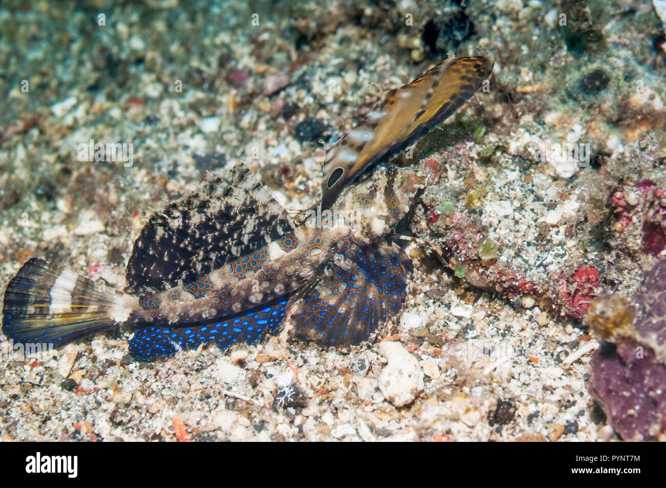 Fingered dragonet dactylopus dactylopus sulawesi hi-res stock ...