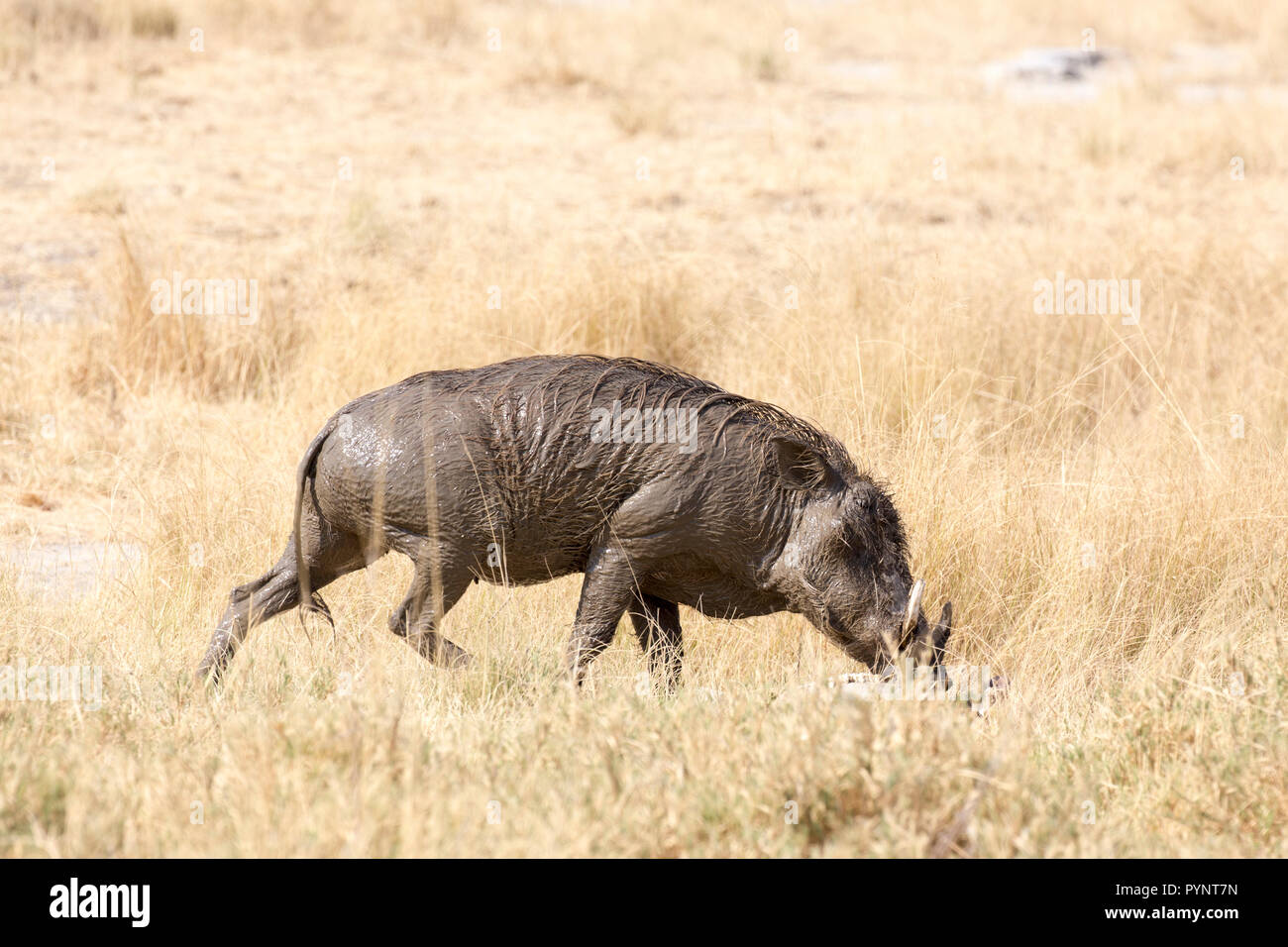 Infrared pig hi-res stock photography and images - Alamy