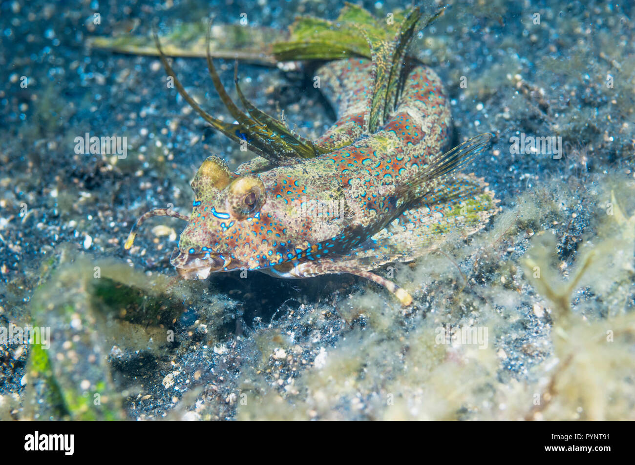Fingered dragonet dactylopus dactylopus hi-res stock photography and ...