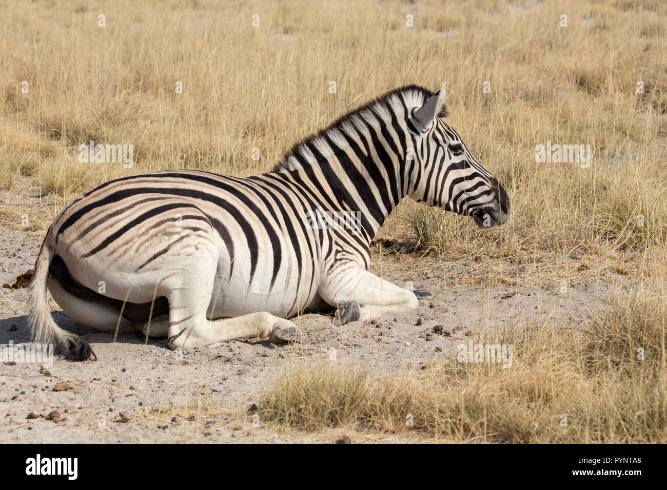 Zebra resting on the ground in Namibia Stock Photo - Alamy